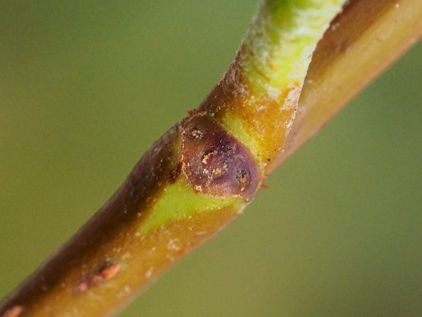 When the Leaf Falls – Nature’s Depths