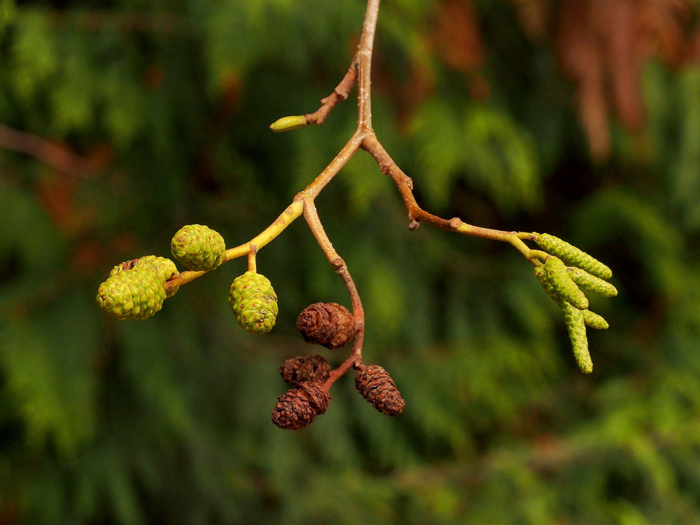Trees through the Seasons – Nature’s Depths