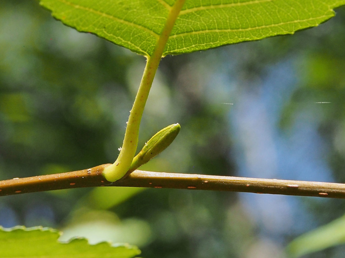 Trees through the Seasons – Nature’s Depths