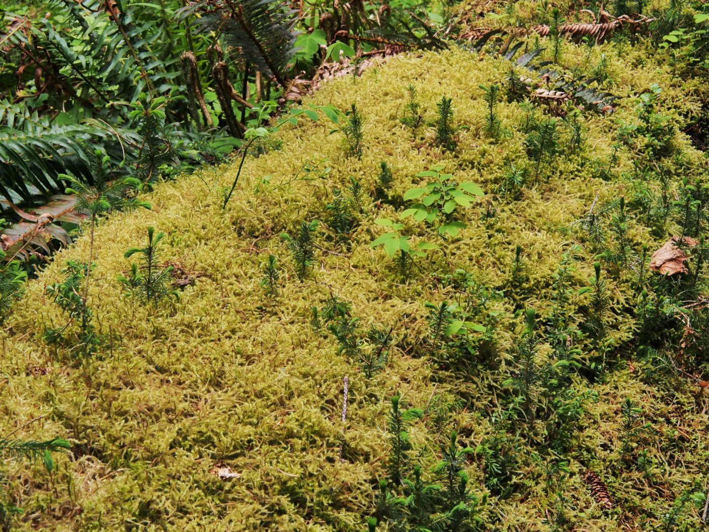 Nurse Logs – Nature’s Depths