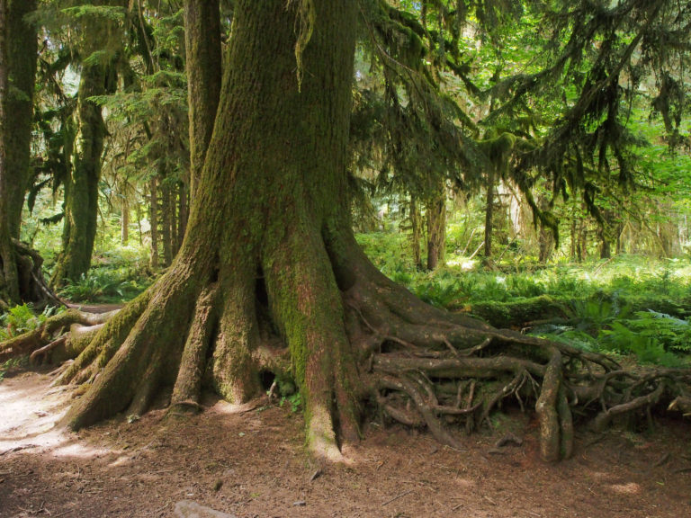 Nurse Logs – Nature’s Depths