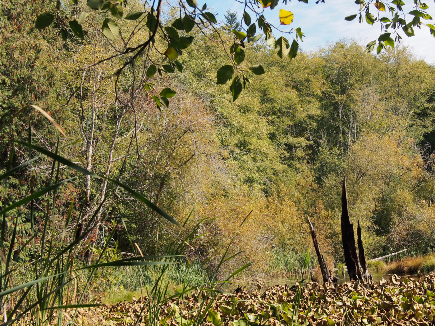 Trees through the Seasons – Nature’s Depths