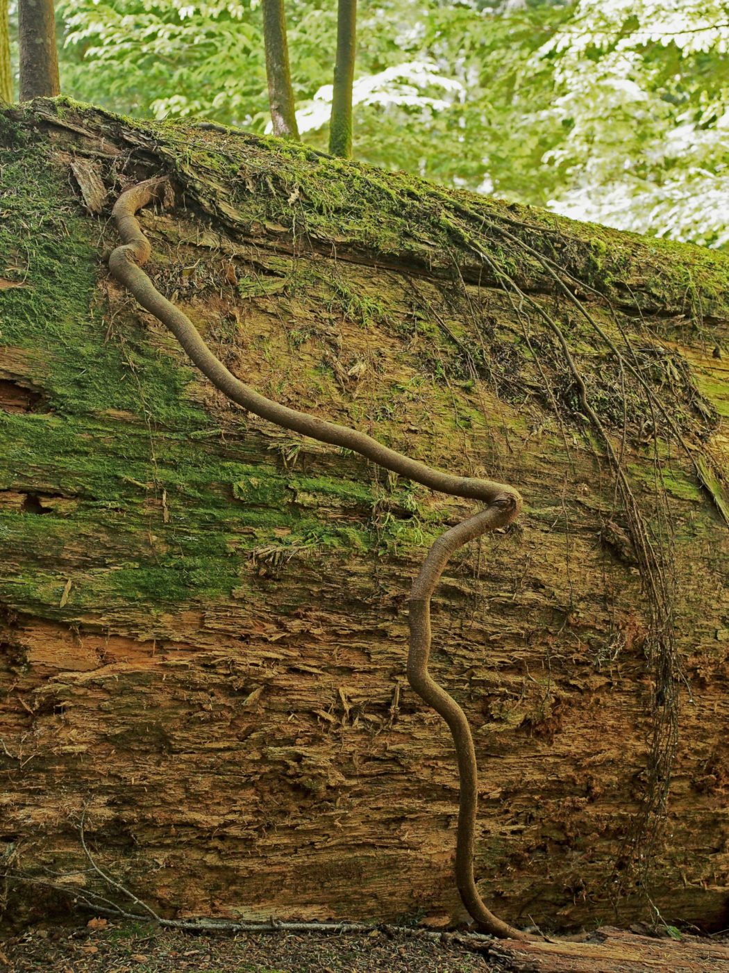 Nurse Logs – Nature’s Depths