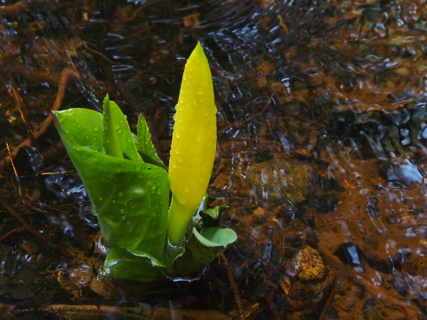 Lanterns of the Western Woods – Nature’s Depths